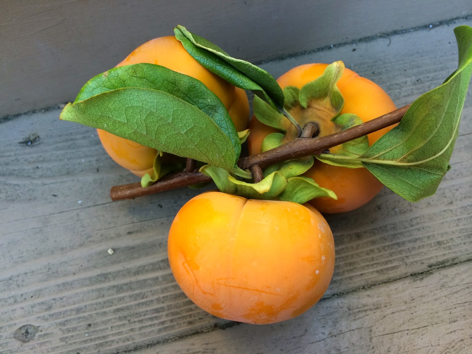 Trees of Santa Cruz County: Diospyros kaki 'Fuyu' - Fuyu Persimmon