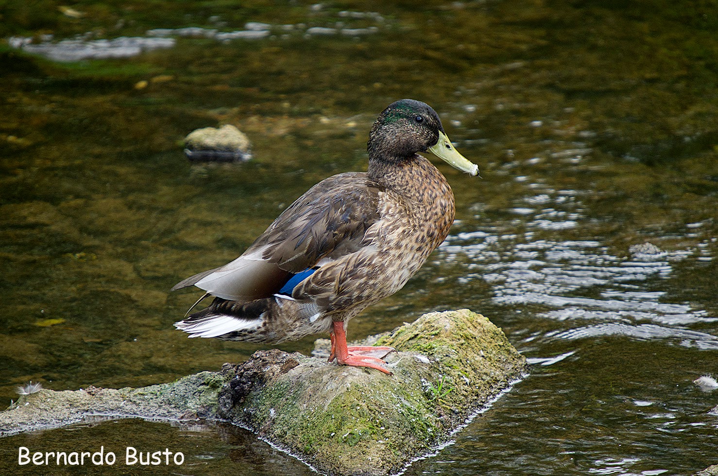 RÍA DE LA VILLA: Una de Patos