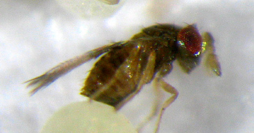 Variety of Life: Trichogrammatidae