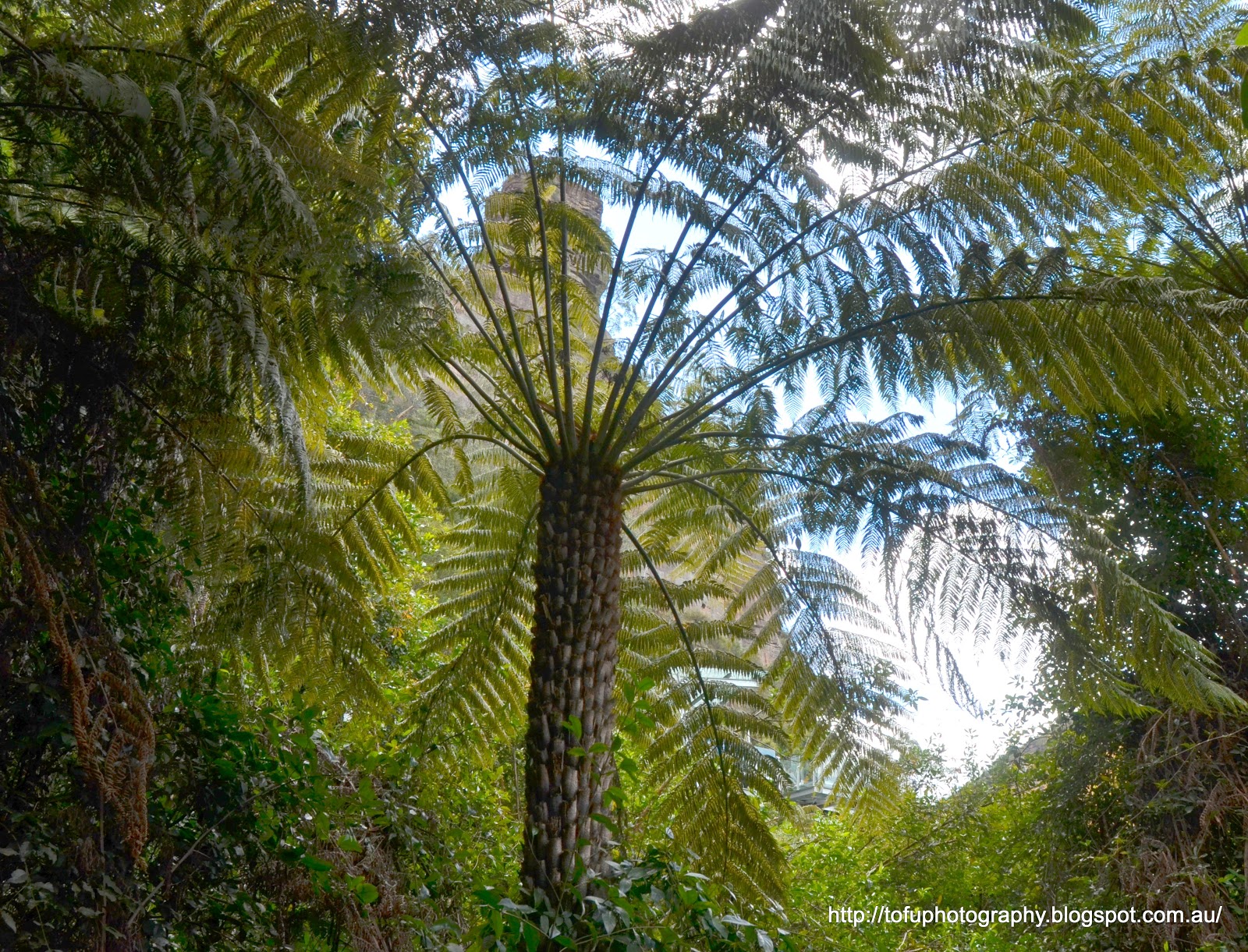 Tofu Photography: A beautiful tree fern at the Blue Mountains in NSW ...