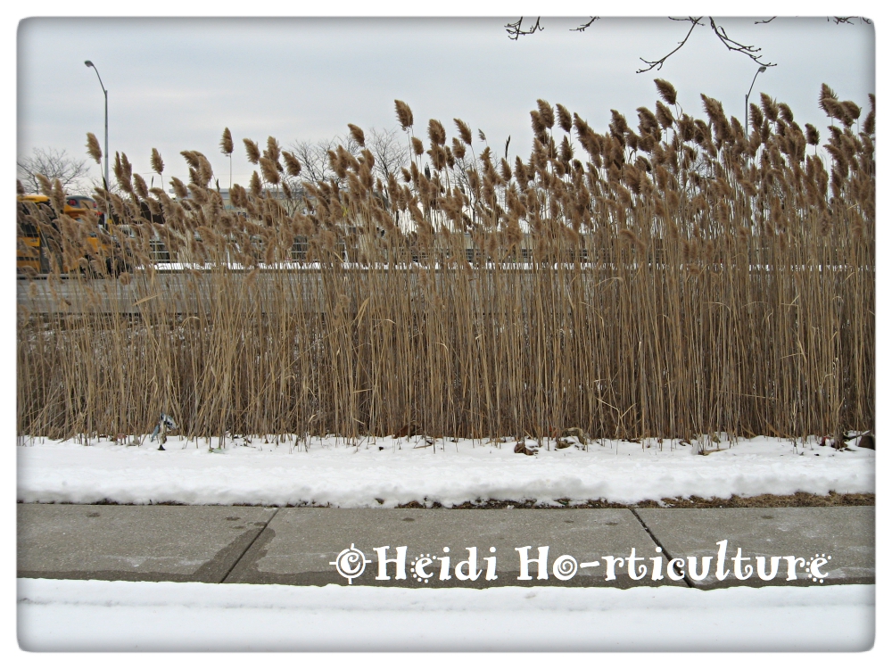Phragmites Australis Roots