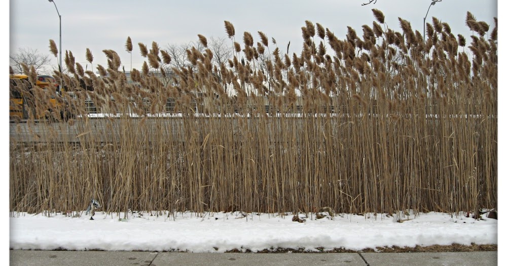 Heidi Horticulture: Toronto's Invader: Phragmites australis