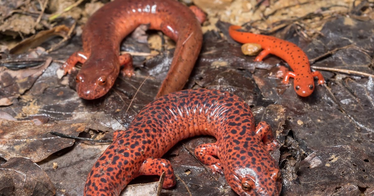 Northern Spring Salamander