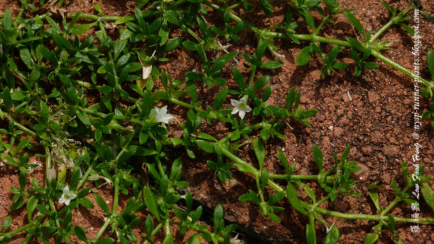 馬來西亞熱帶雨林: Dentella 小牙草屬