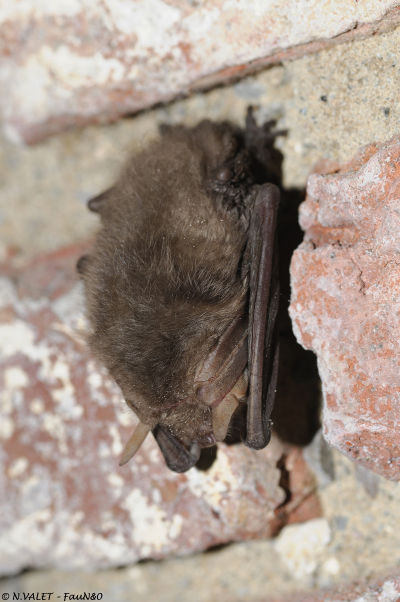 Fauneo: Chauves-souris Ardennaises