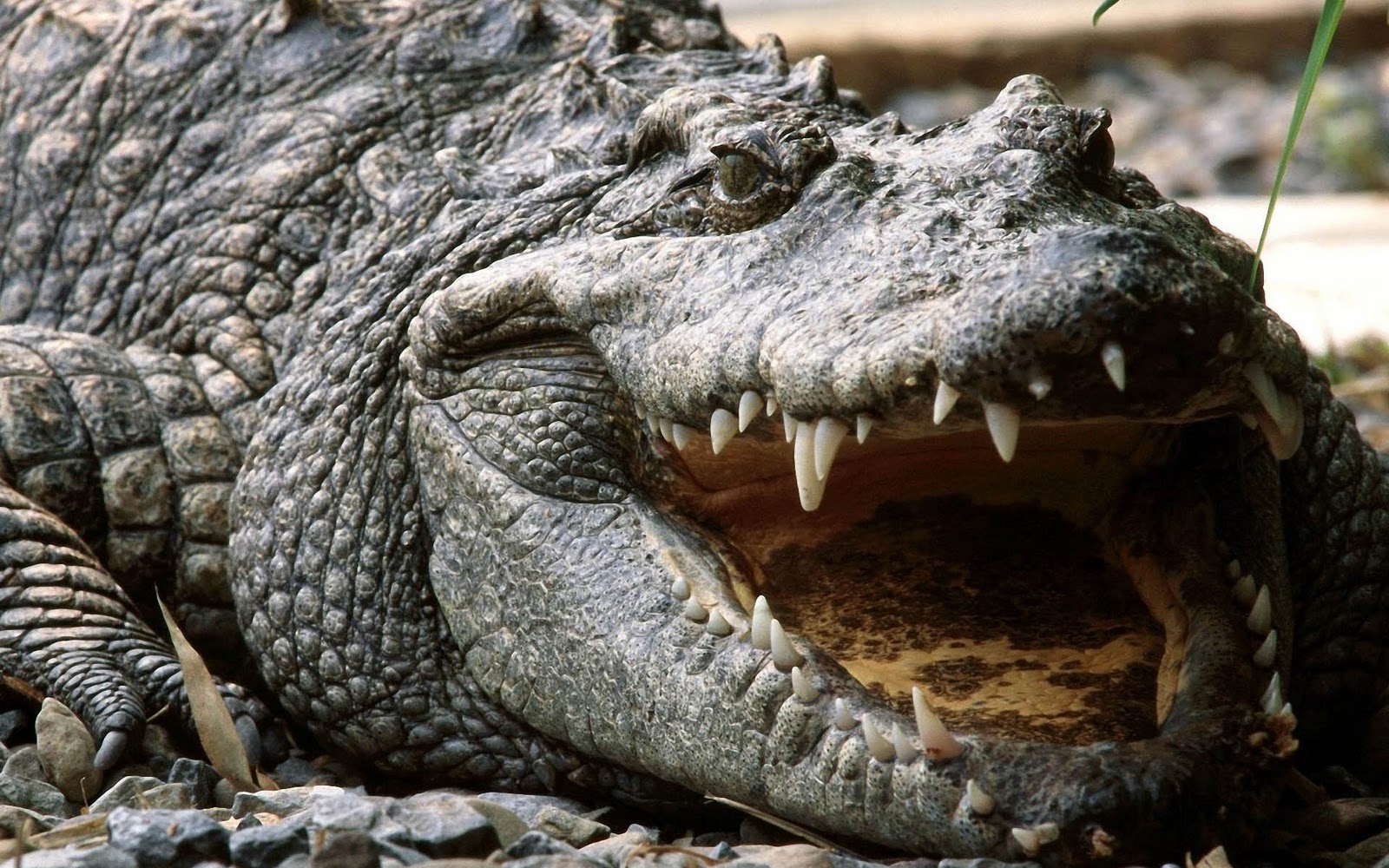 Krokodil Achtergronden | HD Wallpapers