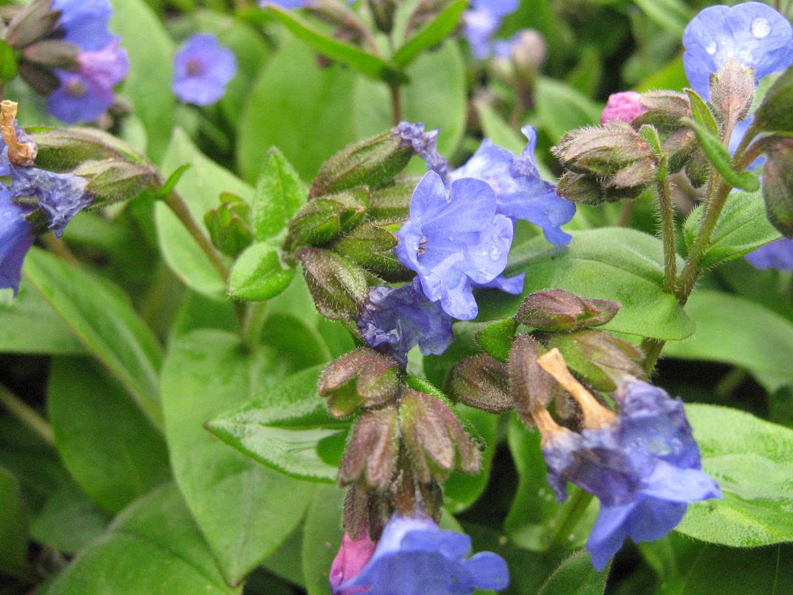 Rindy Mae: The Lungwort Is Blooming!