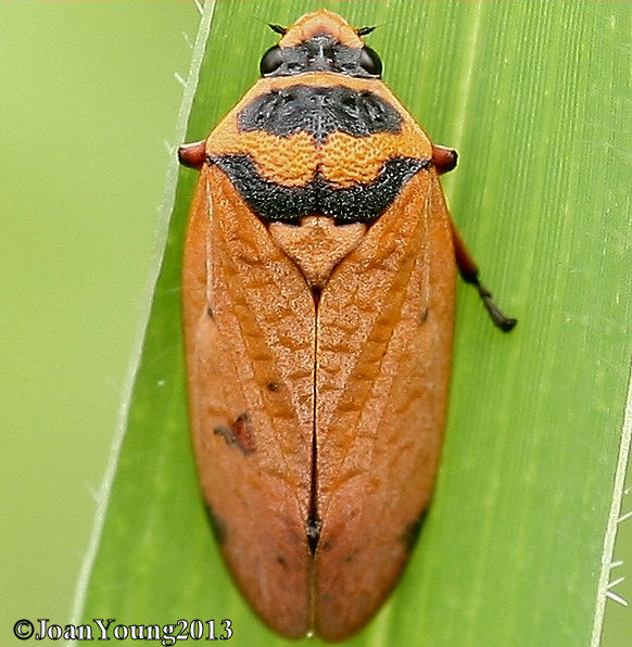 South African Photographs: Red Spittle Bug (Locris areata)