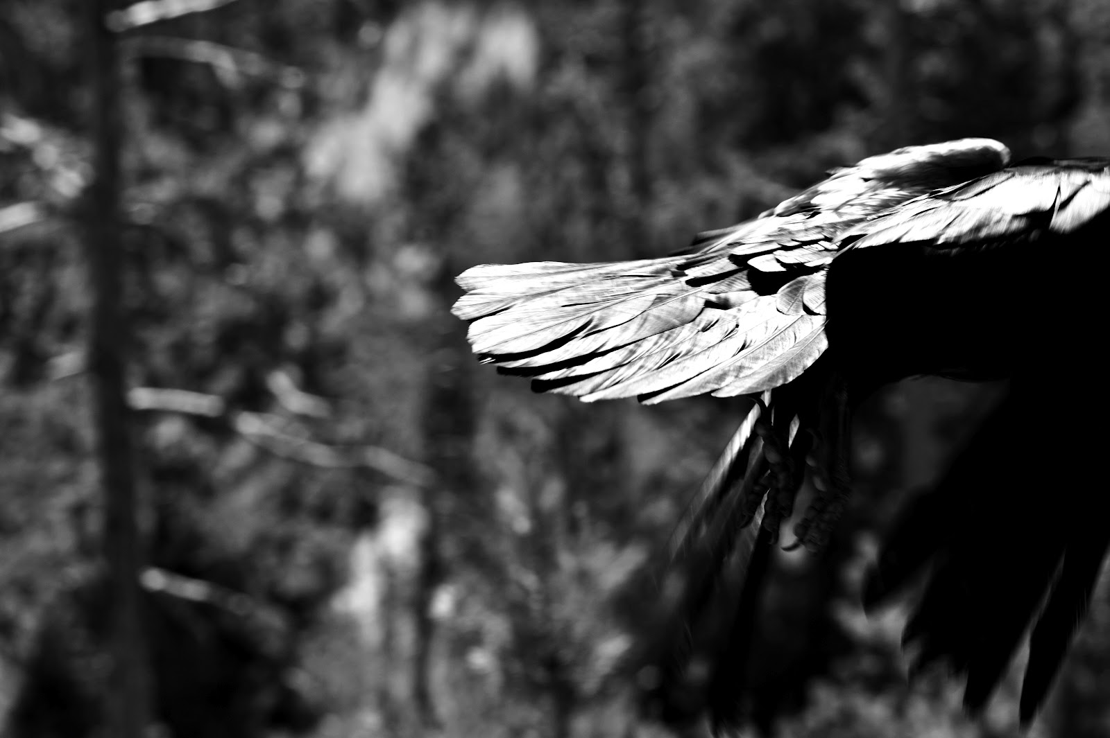 Manual focus raven shot, Grand Canyon of the Yellowstone. : r/pics