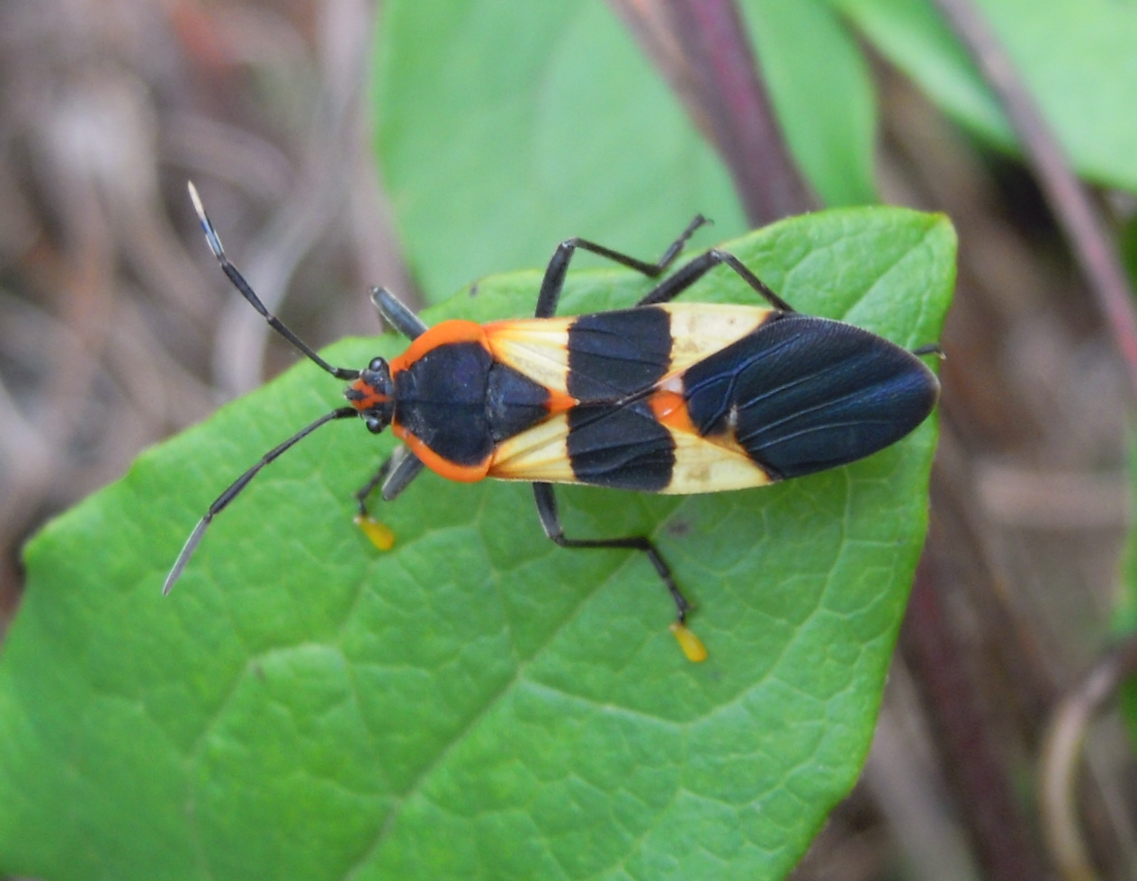 FishnDave: Backyard Bug Pics