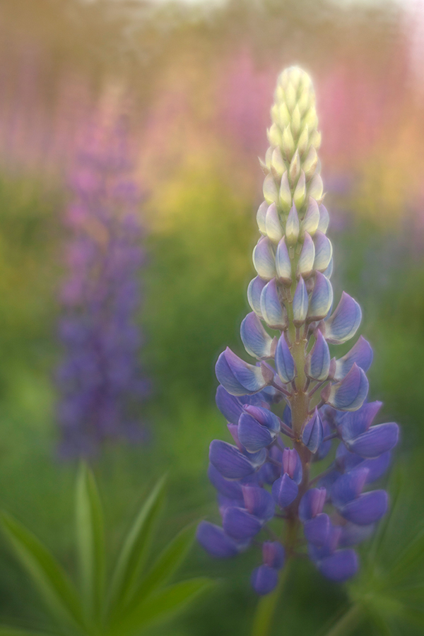 Kathleen Clemons Photography: 2018