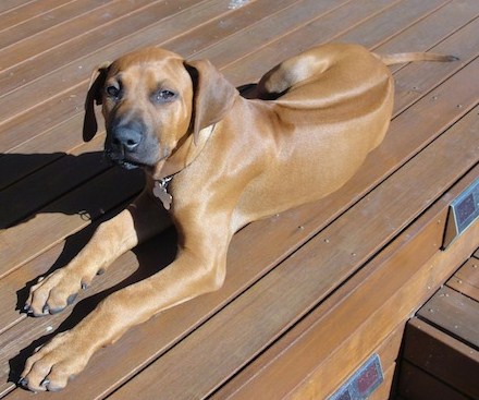 Strong African Dog Names For A Rhodesian Ridgeback,Names For Male And ...