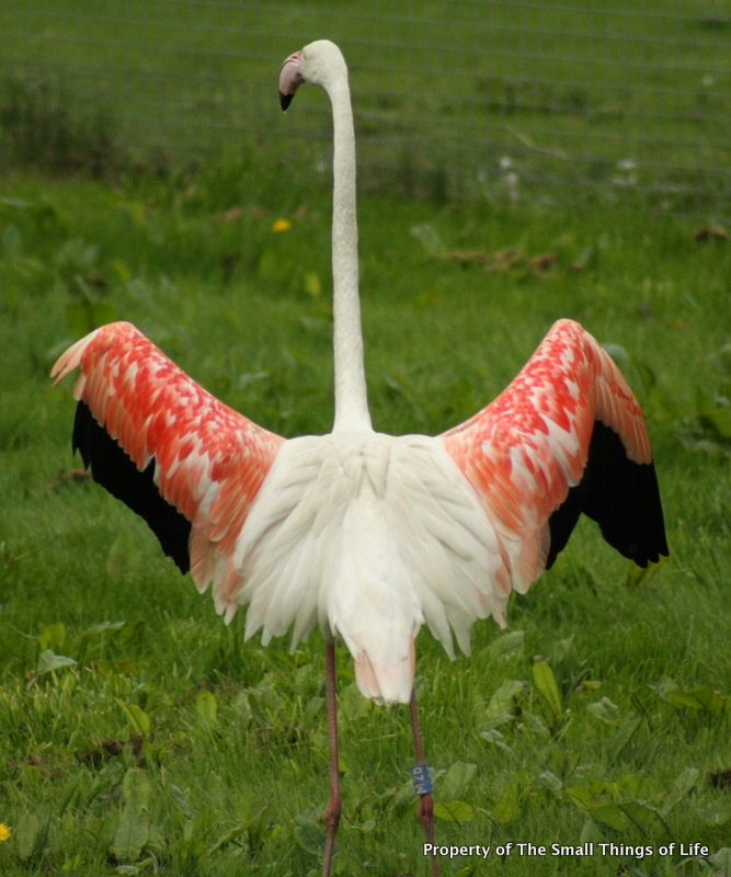 The Small Things of Life: Marwell Zoo