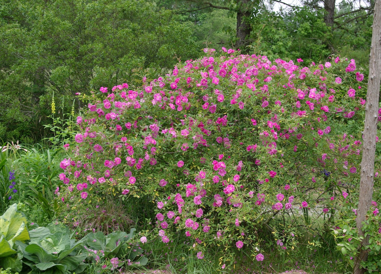 sweetbay: Blooming Friday