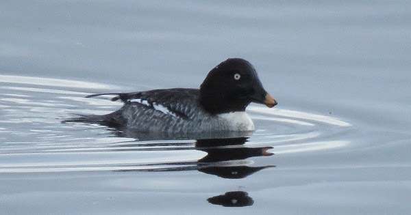 Dannysbirds: Local Reservoir Gull Roost