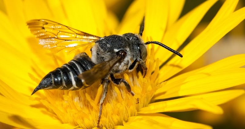 Restoring The Landscape With Native Plants: Native Bee Spotlight ...