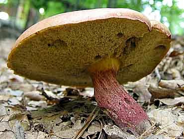 Mushroom Identification: How to identify bolete mushrooms
