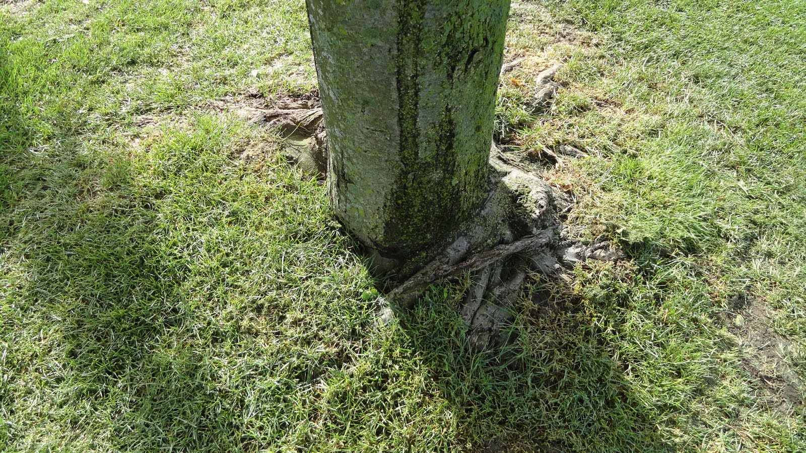 Stem Girdling Roots | Naperville Country Club Green Department