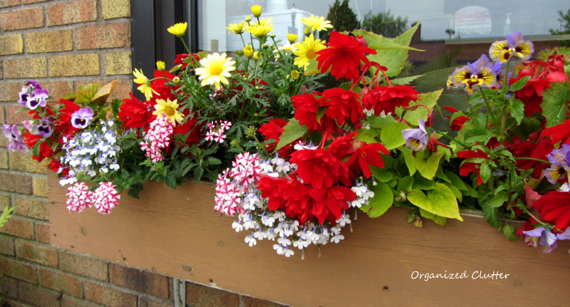 Planting Ideas for the Prettiest Window Box in Town - Organized Clutter
