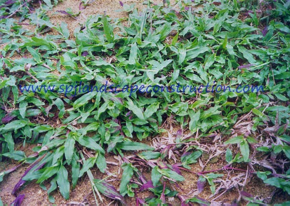 Jenis - jenis rumput | Landscape Construction