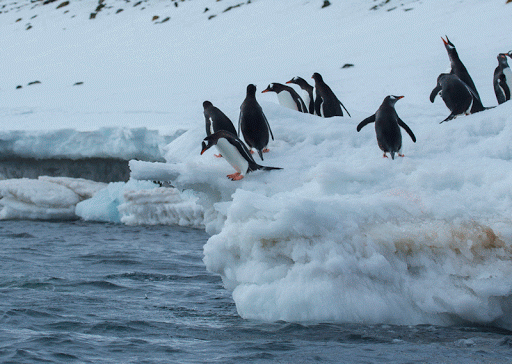 17 Times Baby Penguins Reached Dangerous Levels Of Cuteness. Be Afraid ...