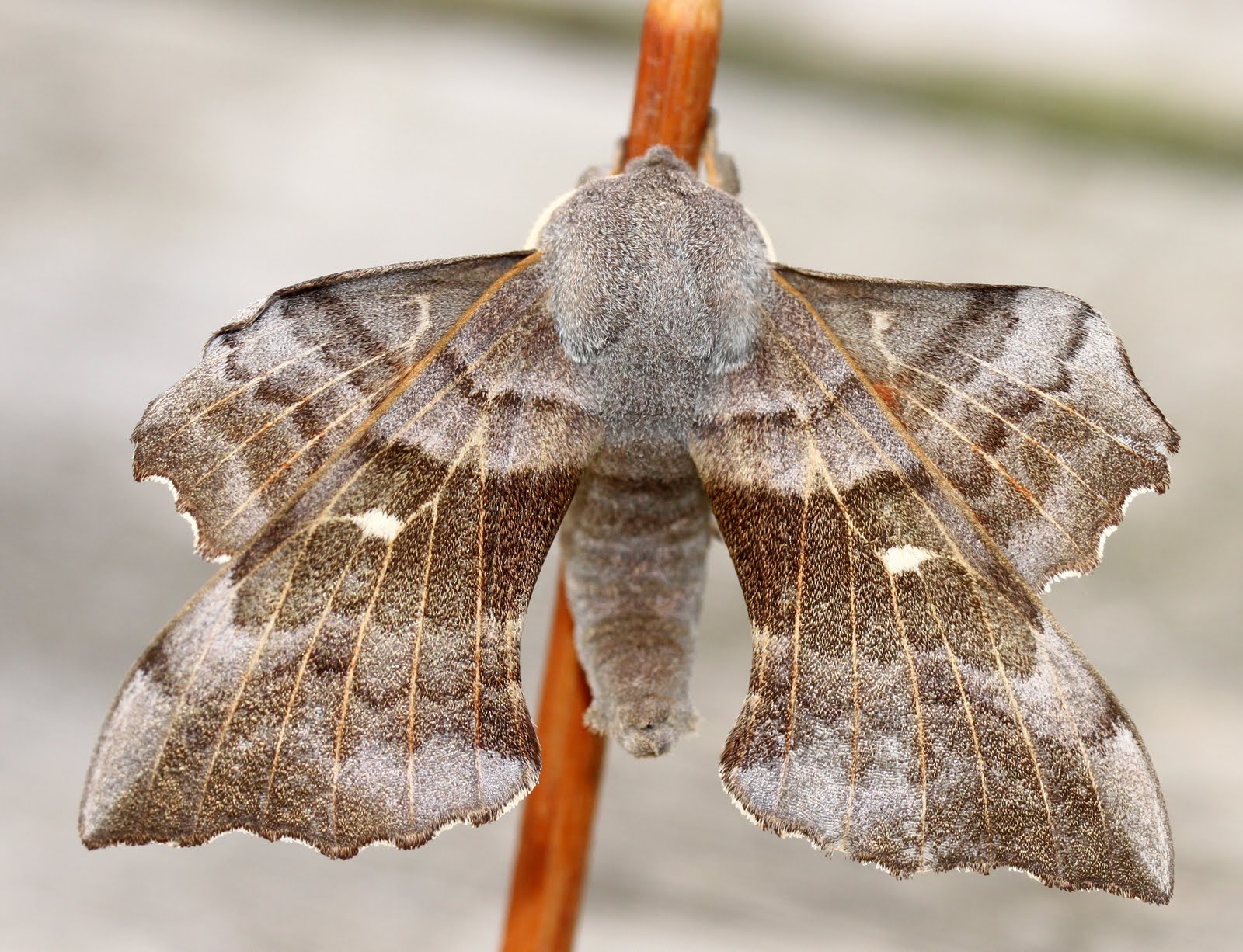 Gwdihw 2011: Some July Moths