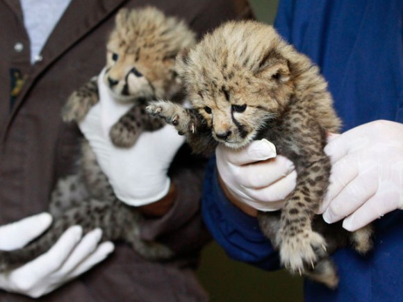 White Wolf : Hand-Raising Cheetah Cubs After Rare Birth (Video)