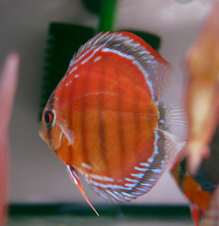 野生七彩神仙基因庫 Vivid wild Discus : 野生七彩神仙 wild discus Cuipeua red 庫利皮亞