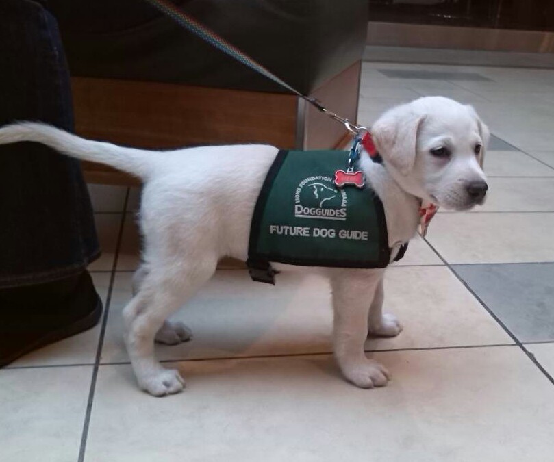 Health Inspector's Notebook: Service dogs in eating establishment in ...