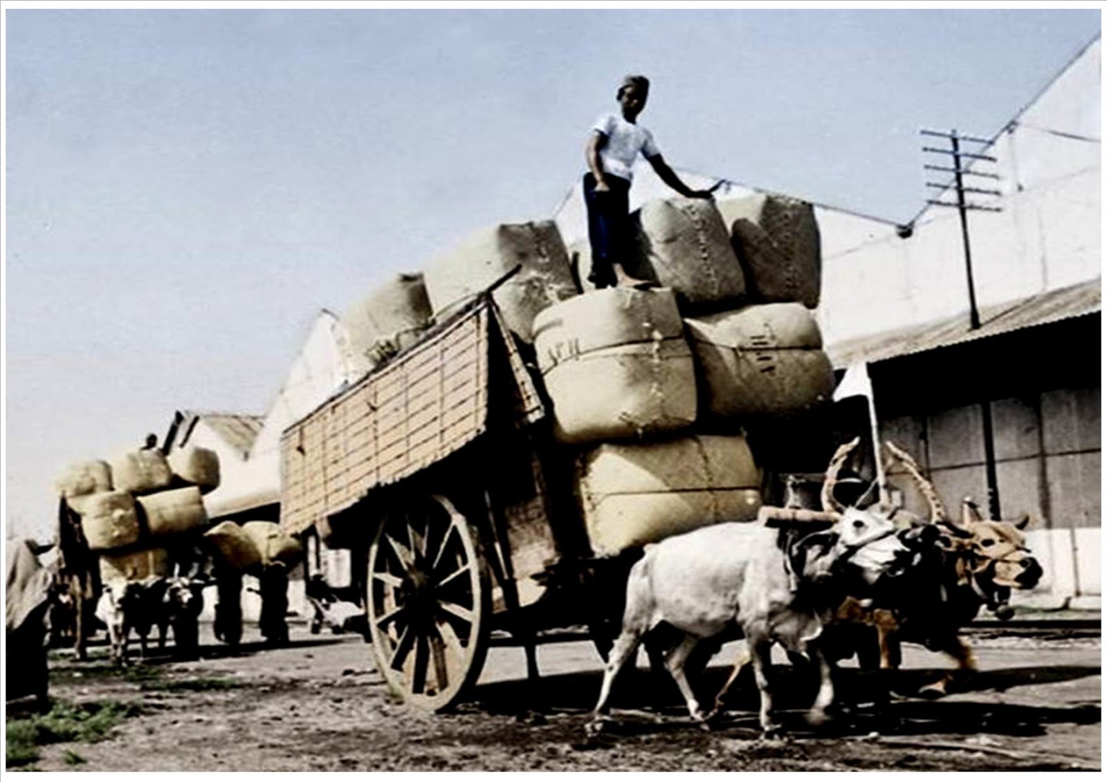 Transportasi Tradisional/Kuno , Cikar, Andong, Bendi, Delman,dan Dokar ...