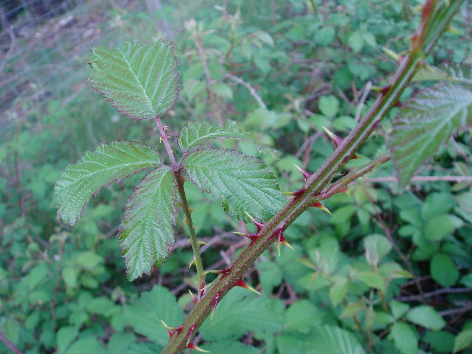 ZARZAMORA: Rubus ulmifolius | Plantas rioMoros