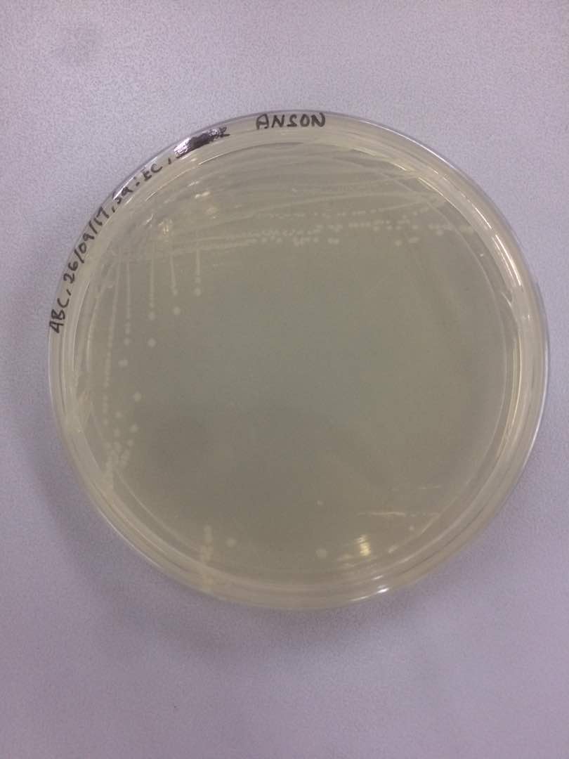 TECHNIQUES FOR ISOLATION OF PURE CULTURE & CULTURAL CHARACTERISTICS OF ...