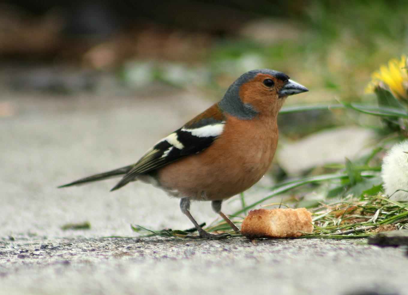 A life at the shoreline. .. by Jeff Copner : Chaffinch