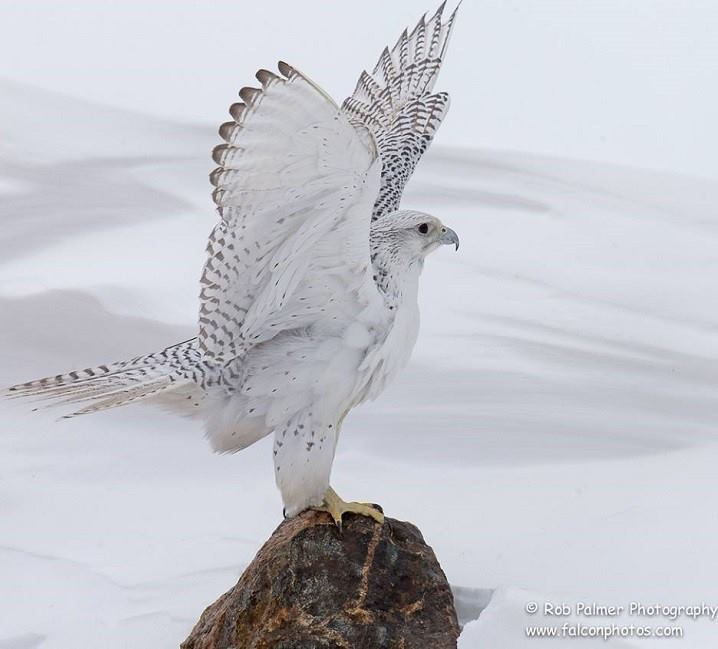A MAGYAROK TUDÁSA: Milyen madár volt a turul?