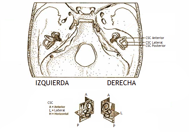 Anatomía oído: Oído Interno ~ Audiología didáctica para estudiantes