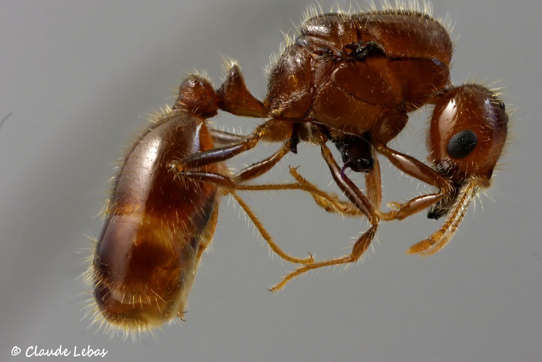 fourmis de Cuba- Hormigas de Cuba- Ants of Cuba: Solenopsis geminata
