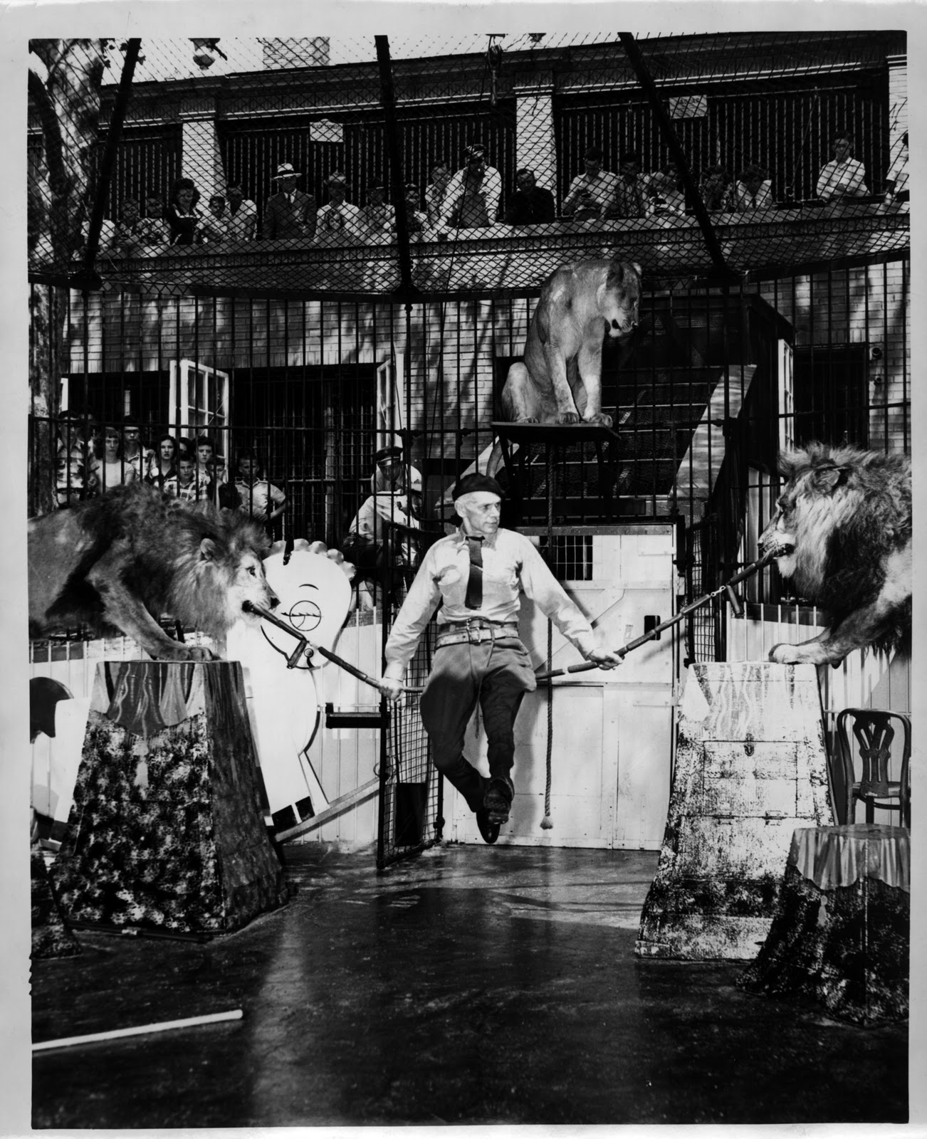 The Circus "NO SPIN ZONE": St Louis Zoo Lion Show