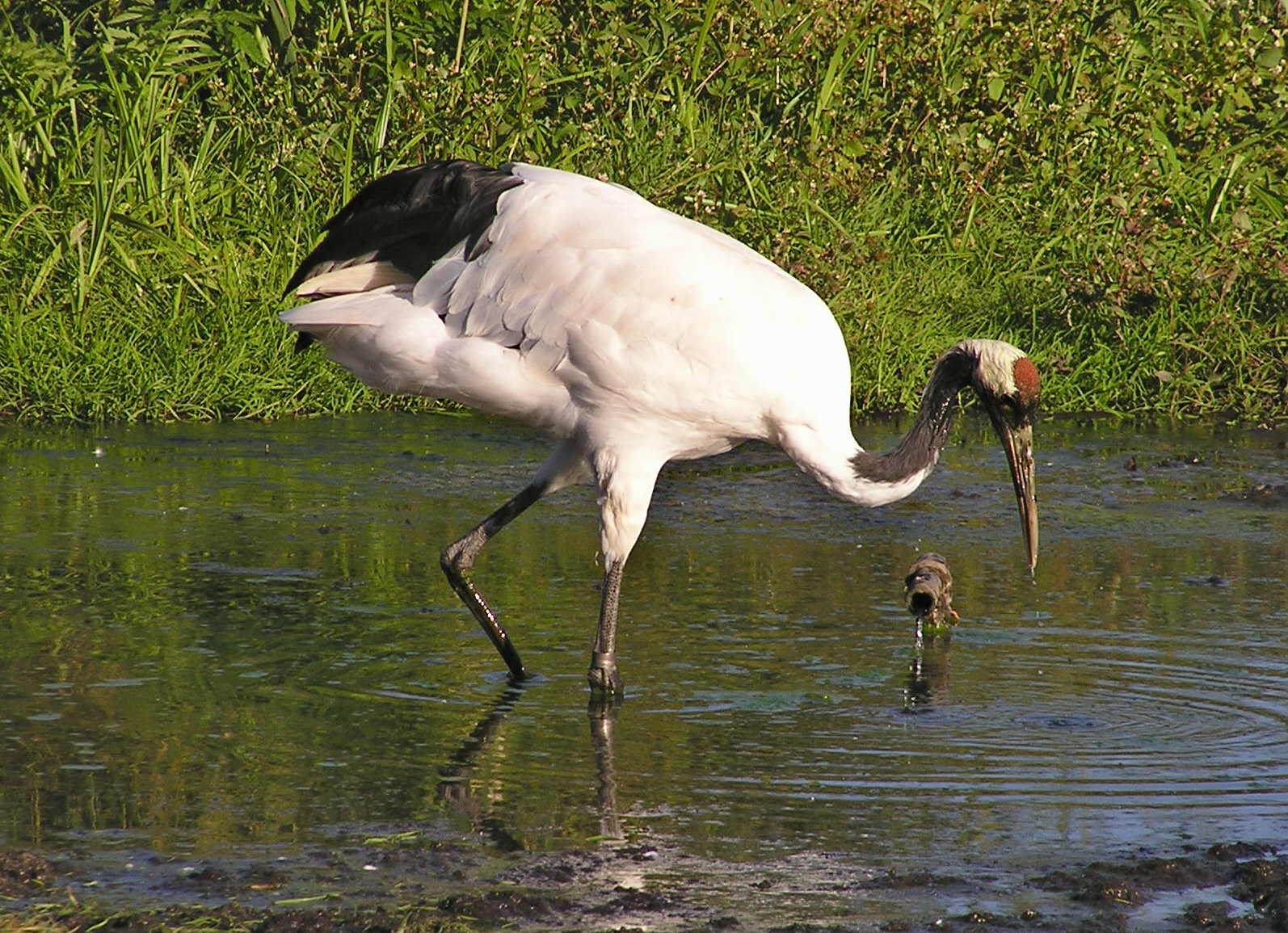 Maalie's Bird of the Day: 164. Red-crowned Crane