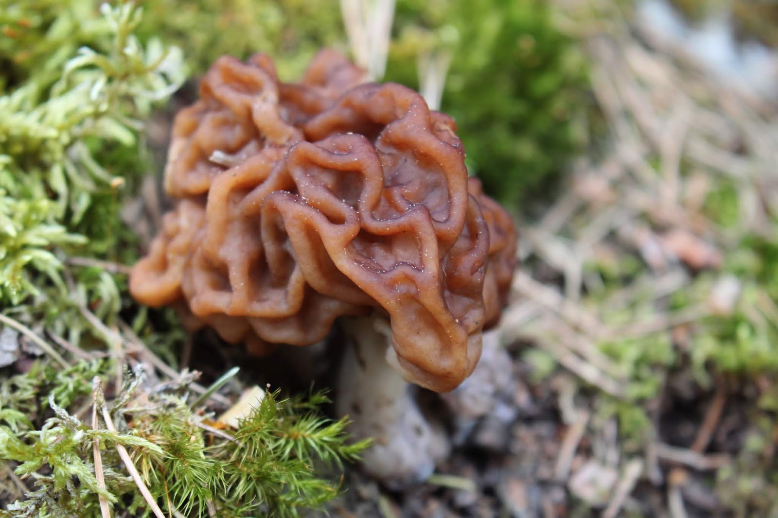 Sirpan luontoblogi: Korvasieni on alkukesän aarre