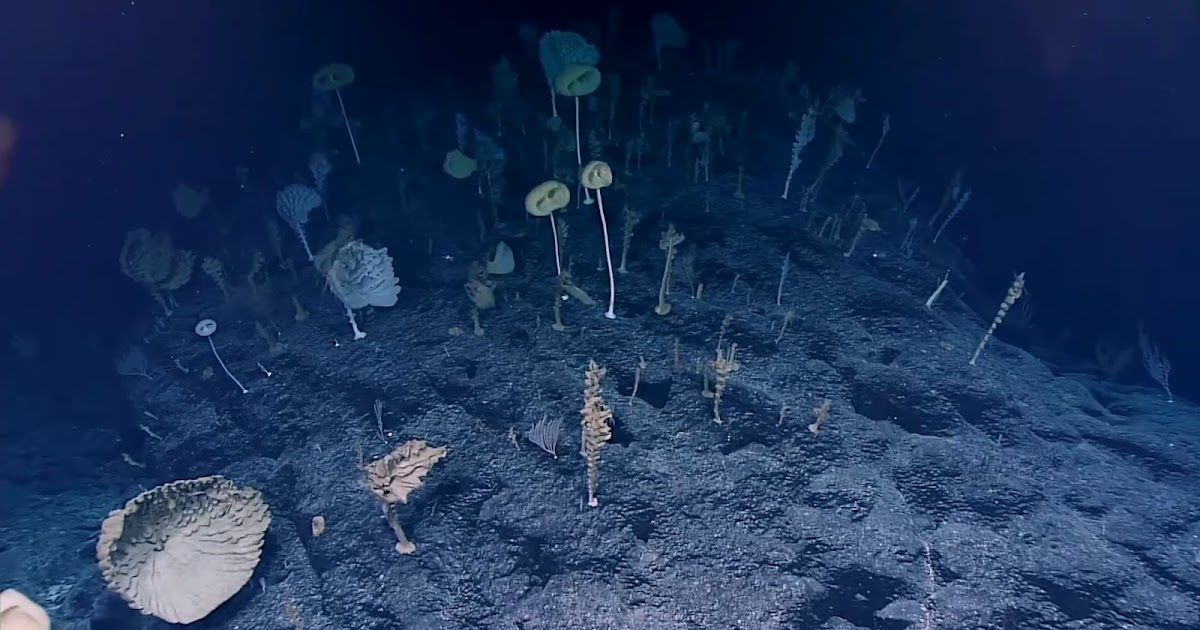 Real Monstrosities: Forest of the Weird