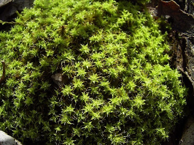 Variety of Life: Barbula