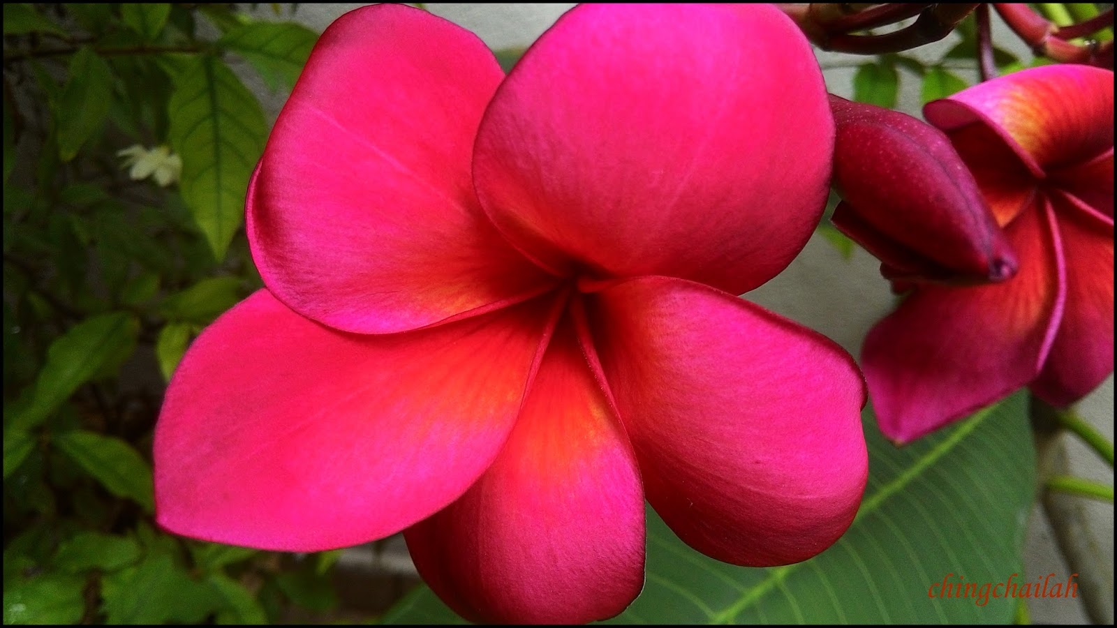 Simple Living In Nancy: Red Frangipani Blooming In My Garden.
