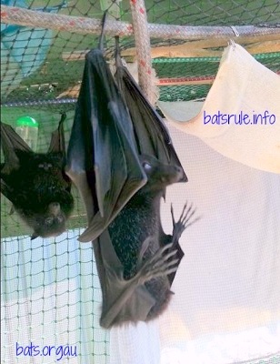 Info on Bats | recent question.. What does Bat poop/pee look like and ...