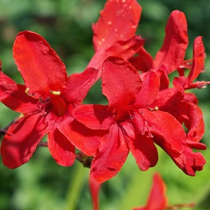 CROCOSMIA 'HELLFIRE' |The Garden of Eaden