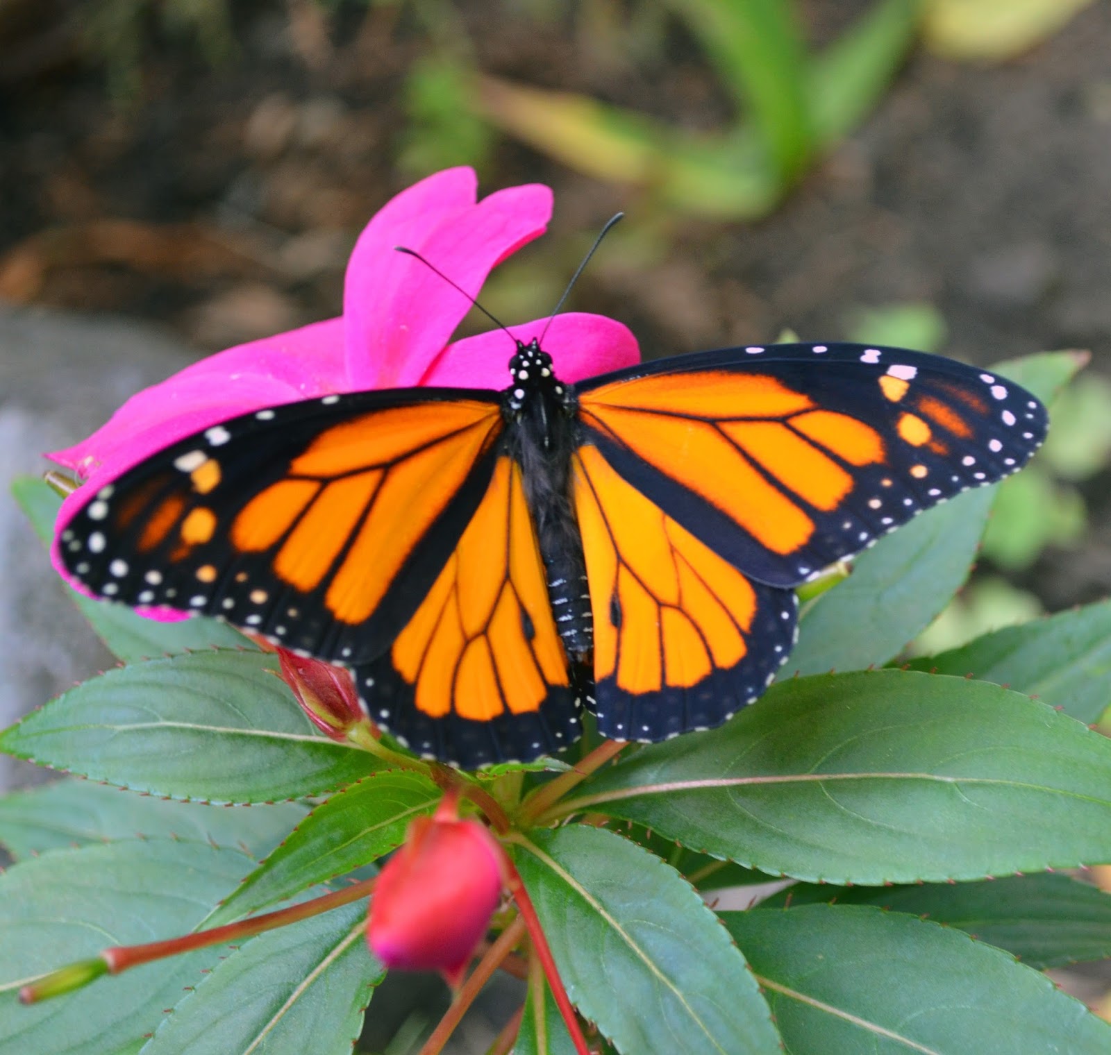 Picture of a colorful monarch butterfly - About Wild Animals