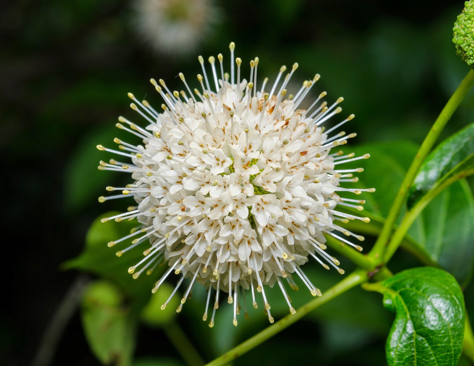 On the Subject of Nature: Some Plants from Calamus Swamp