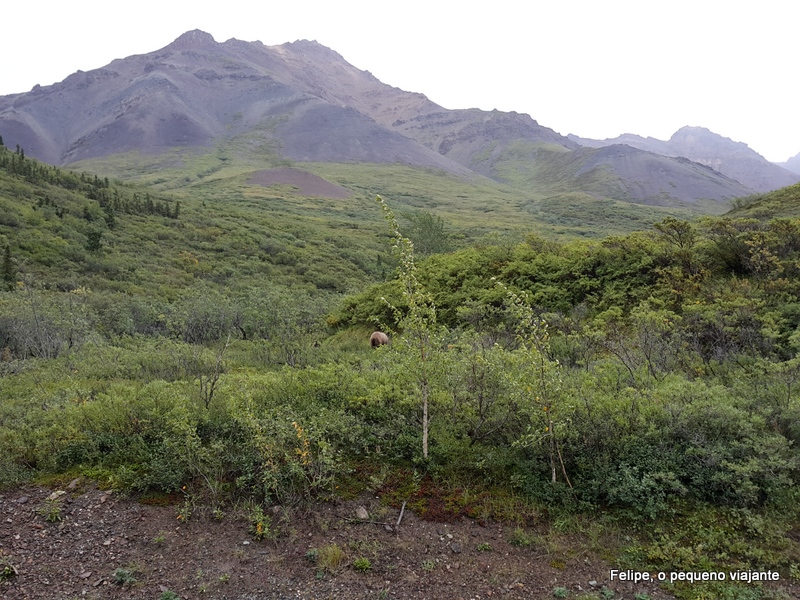 Denali National Park, no Alasca - como é o passeio de ônibus pelo ...