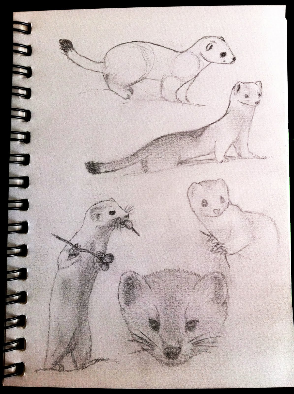 Emma's Sketchbook: Pantalaimon - Ermine