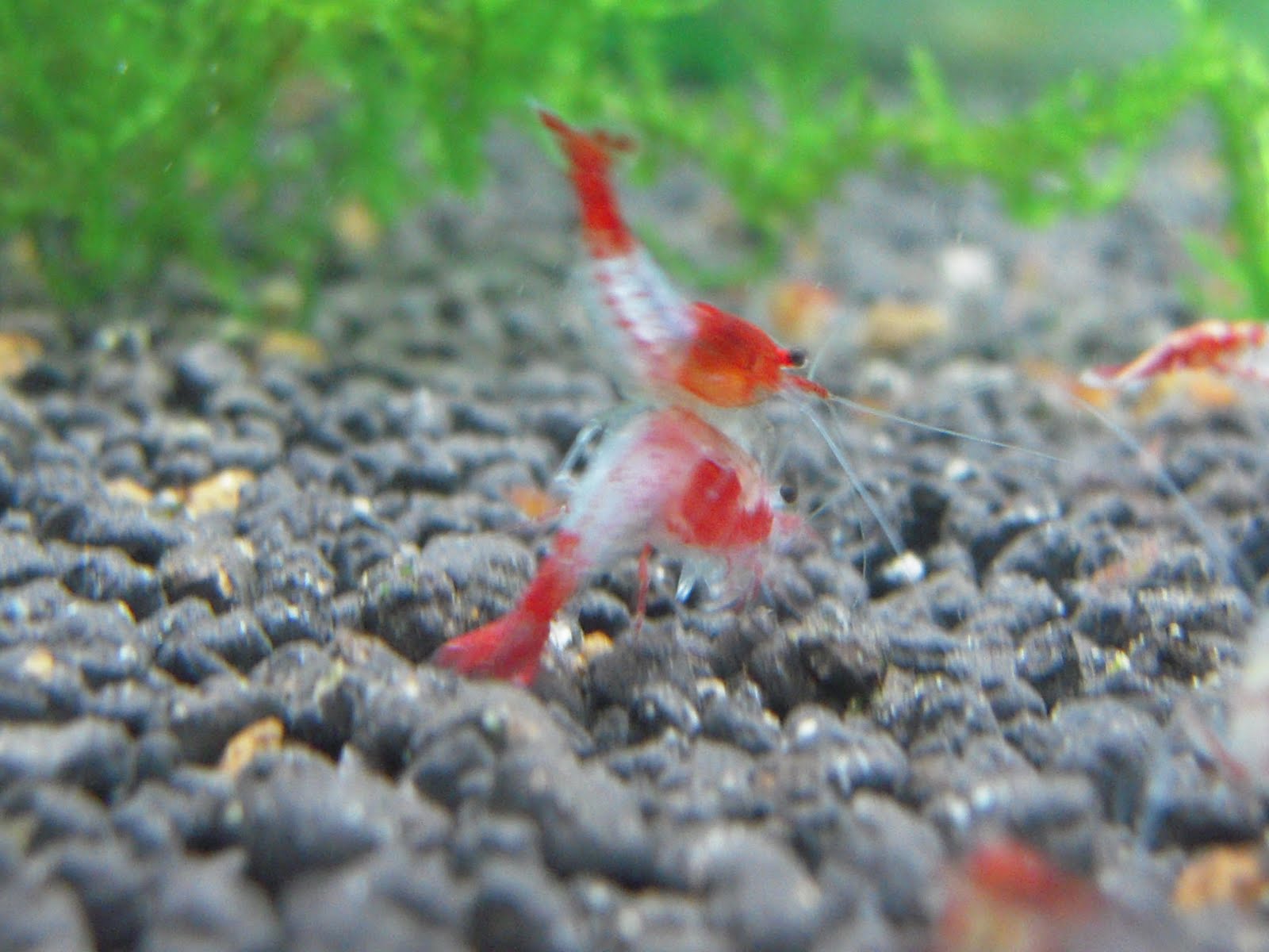 Rili Shrimp Funny Capture:Cherry Shrimp