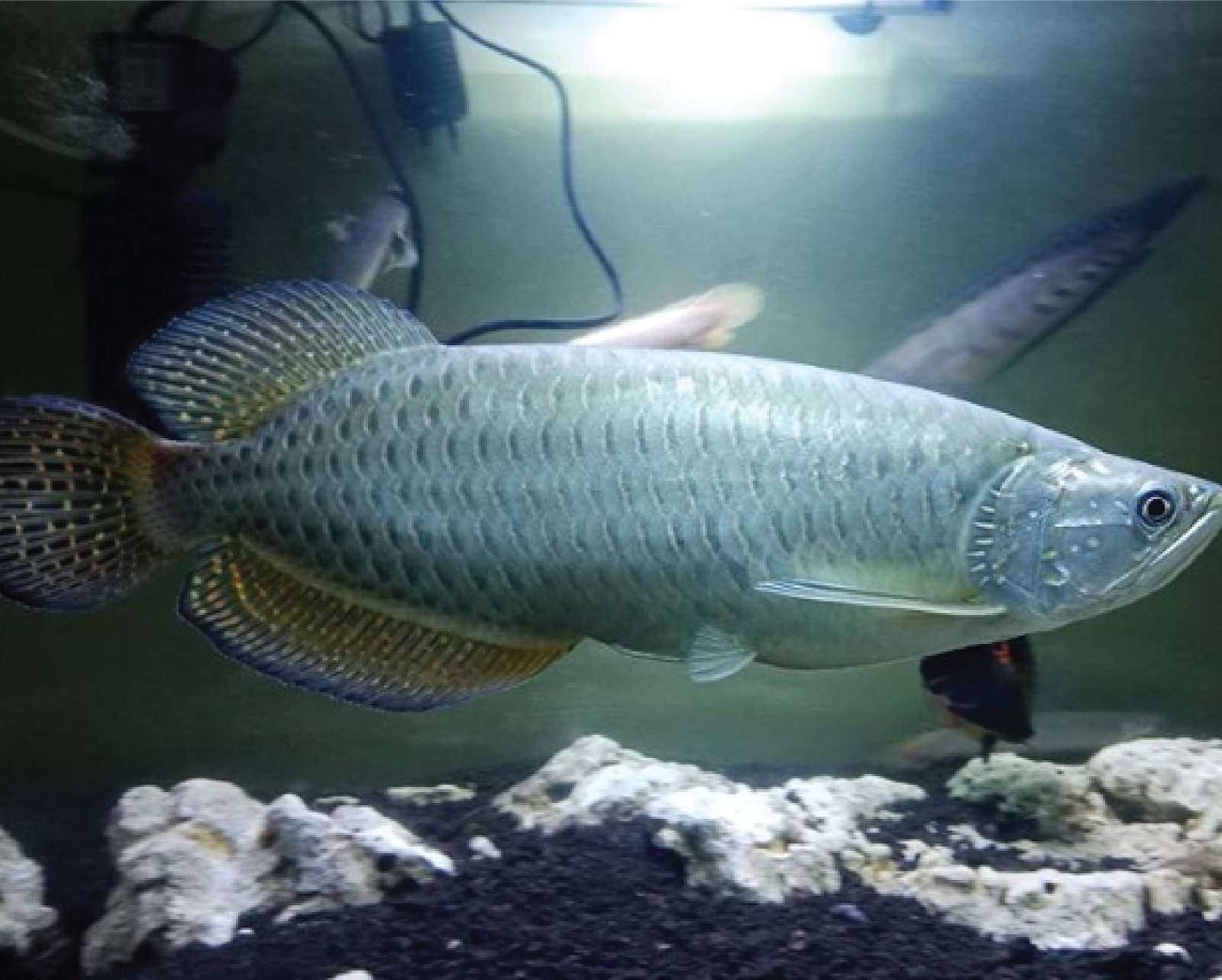 Arowana Jardini SI Ikan Naga Asli Papua - Nakama Aquatics
